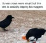 45 Funniest Bird Memes Will Have You Squawking With Laughter