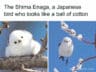 45 Funniest Bird Memes Will Have You Squawking With Laughter