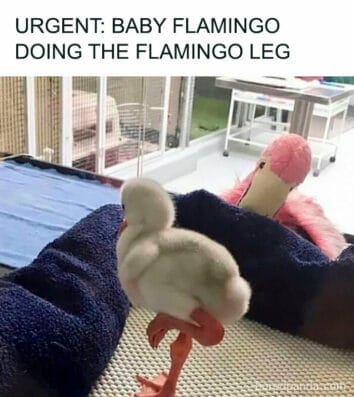 45 Funniest Bird Memes Will Have You Squawking With Laughter