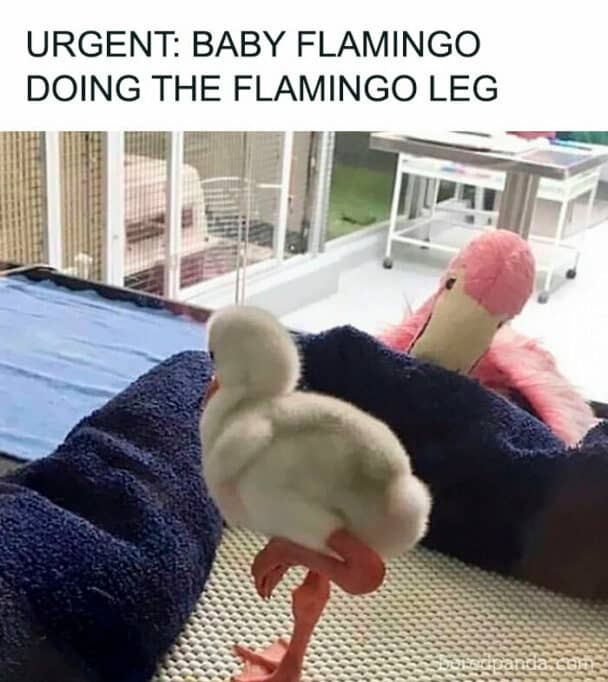45 Funniest Bird Memes Will Have You Squawking With Laughter