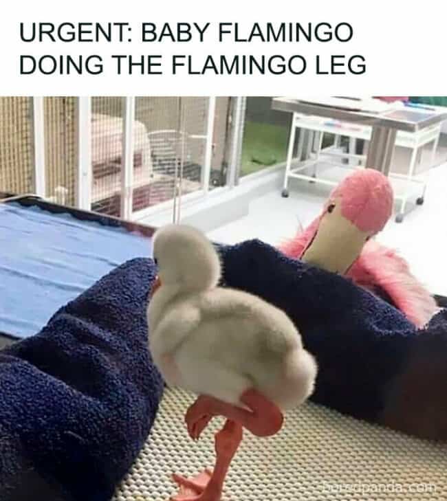 45 Funniest Bird Memes Will Have You Squawking With Laughter