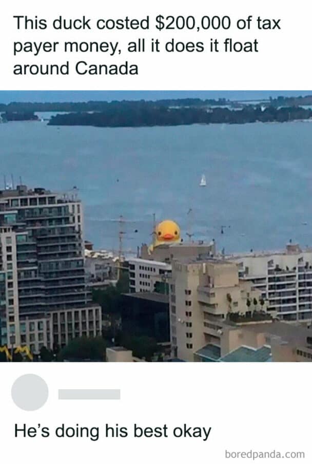 45 Funniest Bird Memes Will Have You Squawking With Laughter