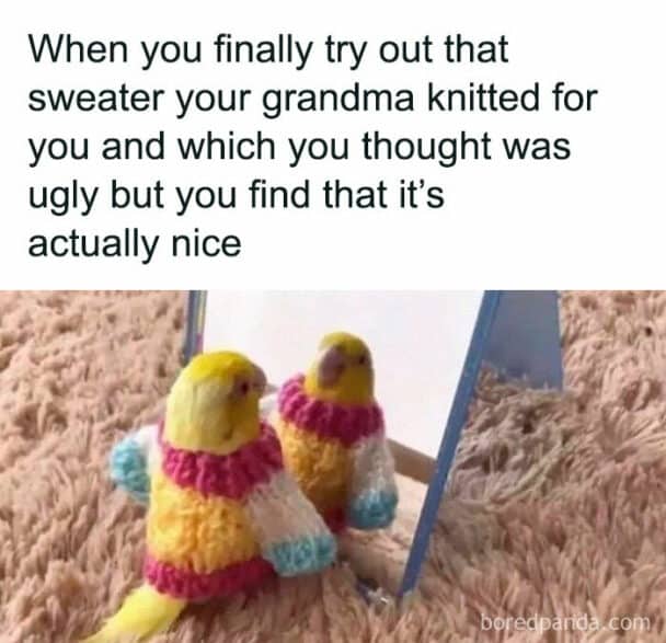 45 Funniest Bird Memes Will Have You Squawking With Laughter