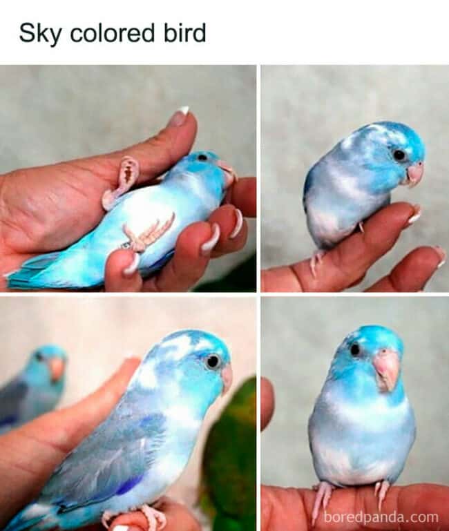45 Funniest Bird Memes Will Have You Squawking With Laughter