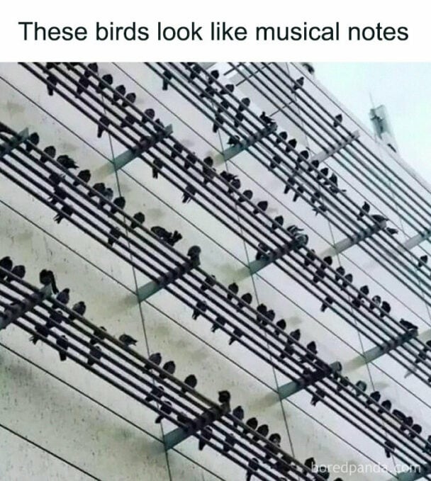 45 Funniest Bird Memes Will Have You Squawking With Laughter