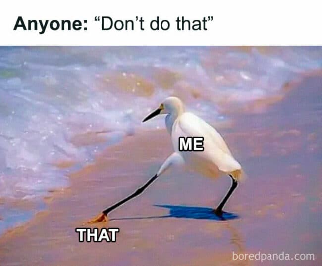 45 Funniest Bird Memes Will Have You Squawking With Laughter