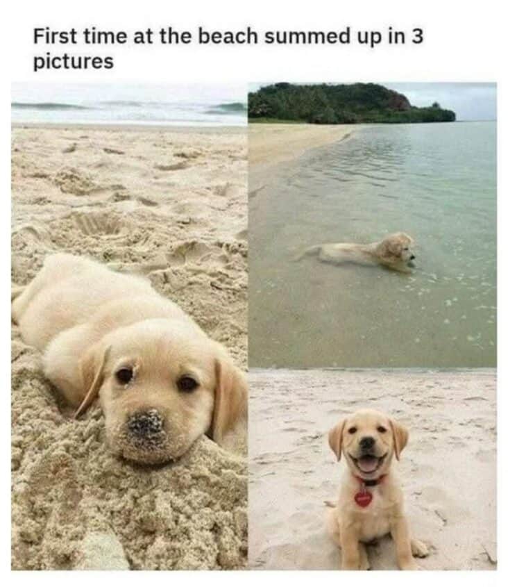 45 Funniest Dog Memes From Canine Enthusiasts This Week (March 22, 2025)