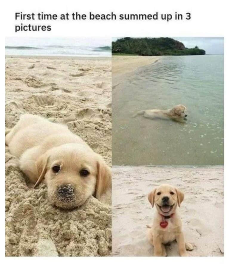 45 Funniest Dog Memes From Canine Enthusiasts This Week (March 22, 2025)