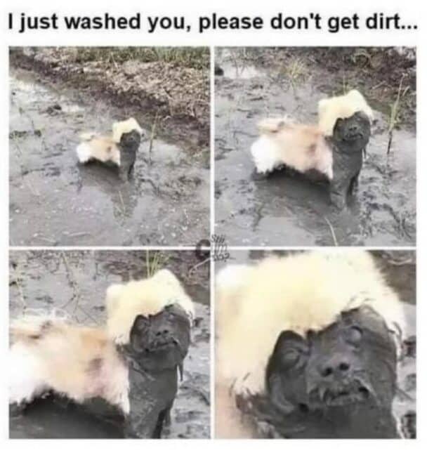 45 Funniest Dog Memes From Canine Enthusiasts This Week (March 22, 2025)