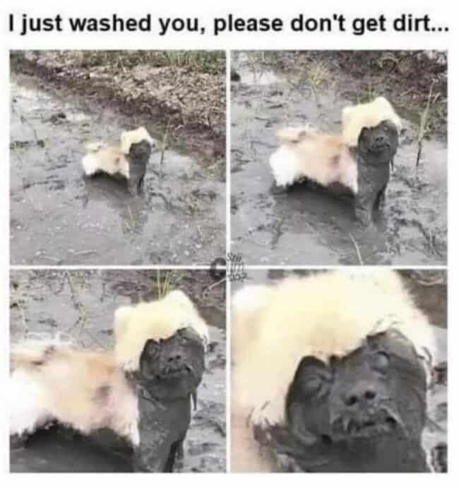 45 Funniest Dog Memes From Canine Enthusiasts This Week (March 22, 2025)