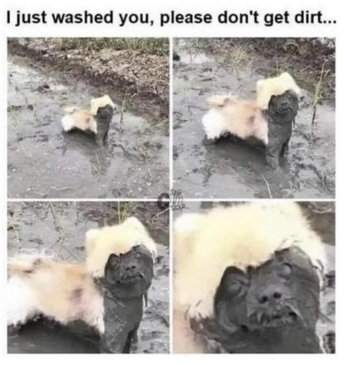 45 Funniest Dog Memes From Canine Enthusiasts This Week (March 22, 2025)