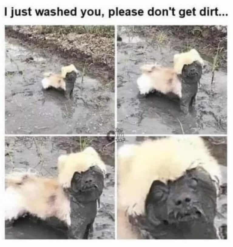 45 Funniest Dog Memes From Canine Enthusiasts This Week (March 22, 2025)