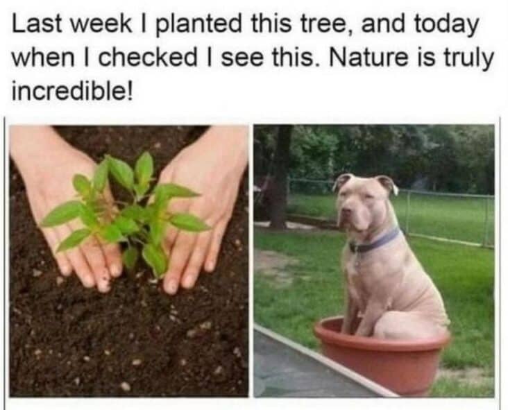 45 Funniest Dog Memes From Canine Enthusiasts This Week (March 22, 2025)