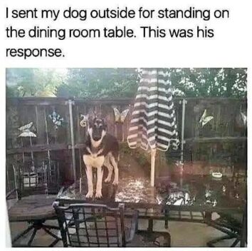 45 Funniest Dog Memes From Canine Enthusiasts This Week (March 22, 2025)