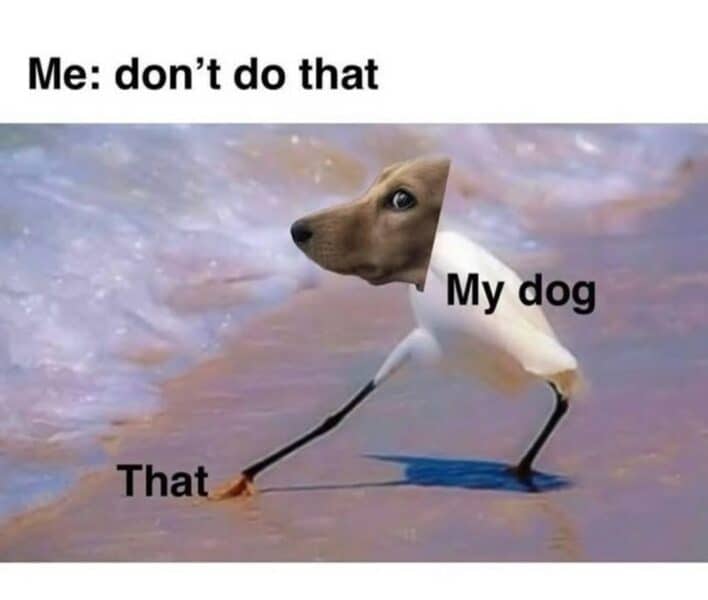 45 Funniest Dog Memes From Canine Enthusiasts This Week (March 22, 2025)