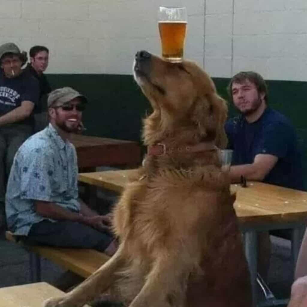 40 Funny Beer Memes To Laugh At Just As Soon As You Crack Open A Cold One