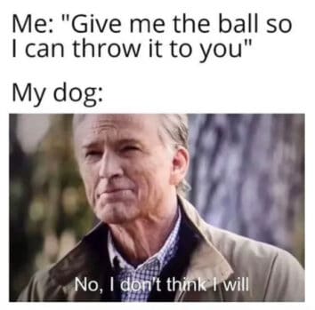 45 mèmes de chiens drôles pour quiconque traite son chiot comme une ...