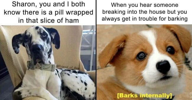 45 Funny Dog Memes For Anyone Who Treats Their Pup Like Royalty