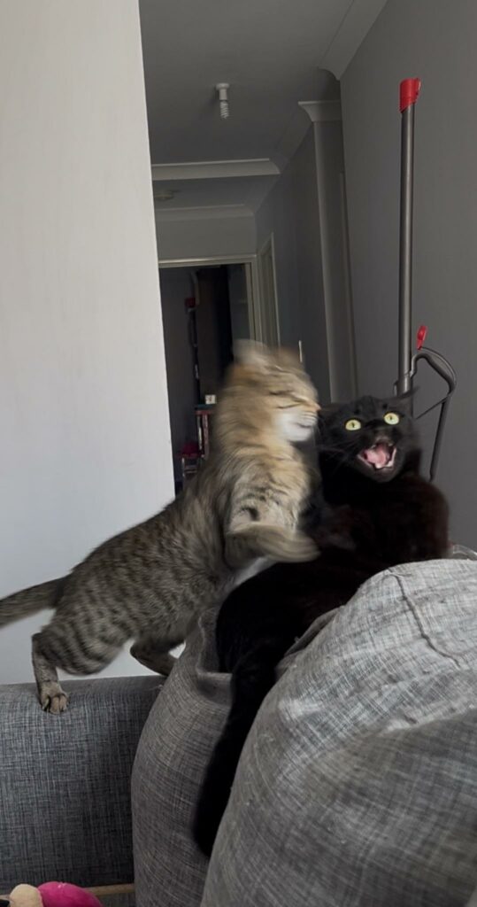 50 Blurry Cats In Action Pictures Of Mischievous Felines Causing Chaos