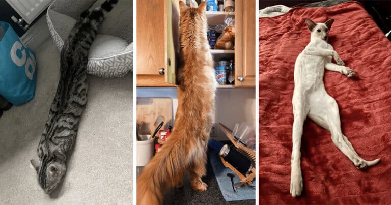 40 Extremely Long Cats That Could Give Mr Fantastic A Stretch For His Money