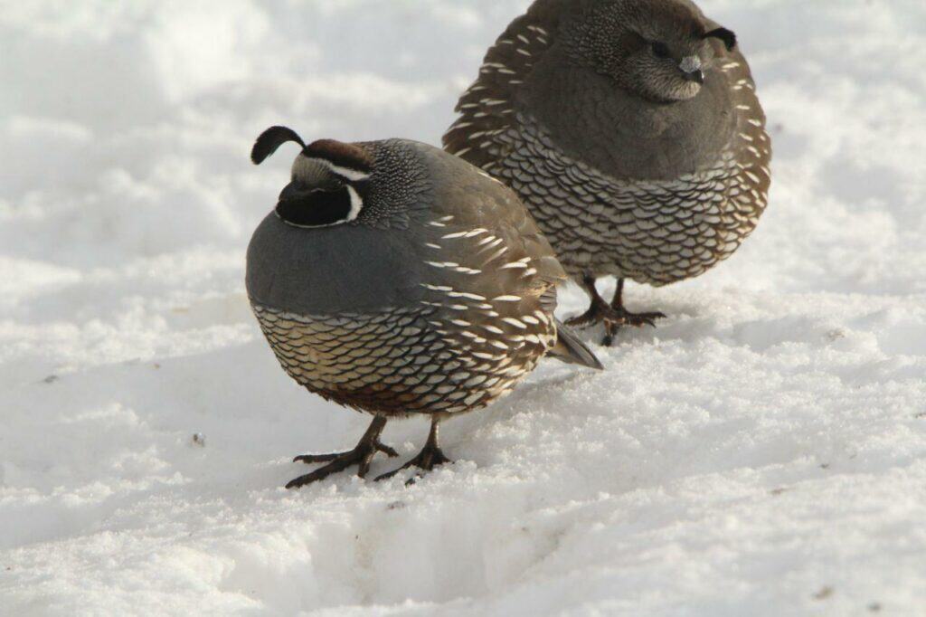 45 Hilariously Round Birds Looking Like They Swallowed A Ball Whole