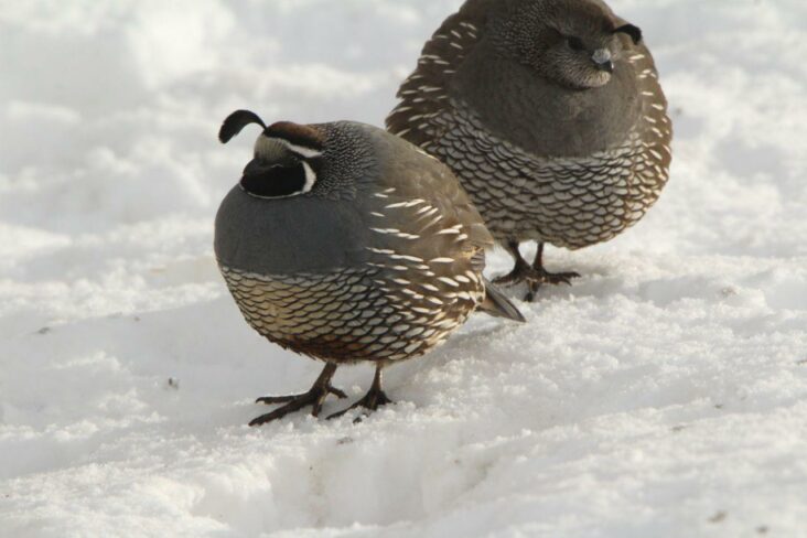 45 Hilariously Round Birds Looking Like They Swallowed A Ball Whole