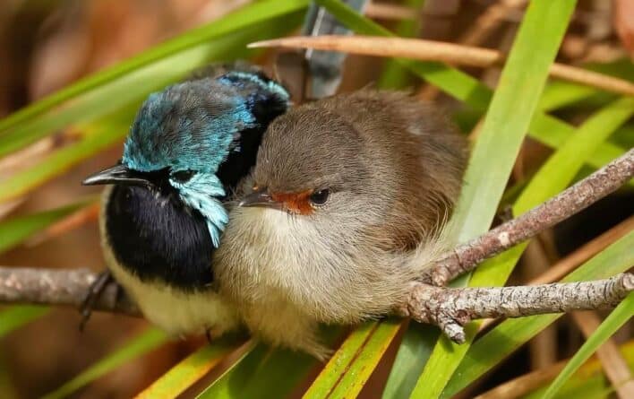 45 Hilariously Round Birds Looking Like They Swallowed A Ball Whole