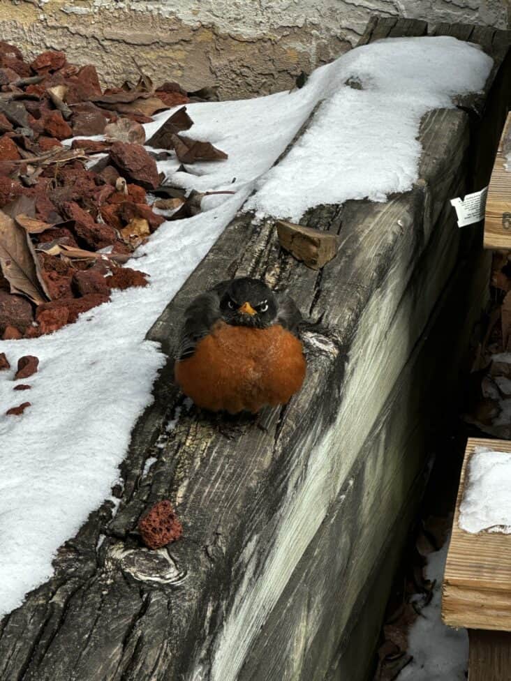 45 Hilariously Round Birds Looking Like They Swallowed A Ball Whole