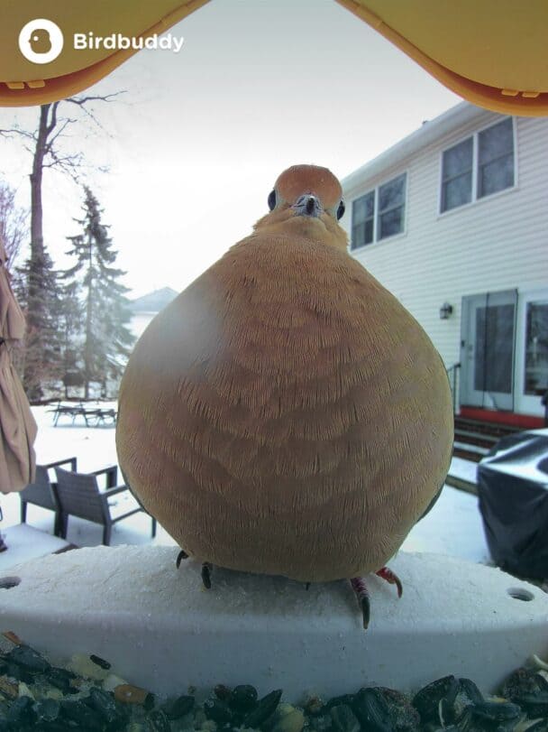 45 Hilariously Round Birds Looking Like They Swallowed A Ball Whole