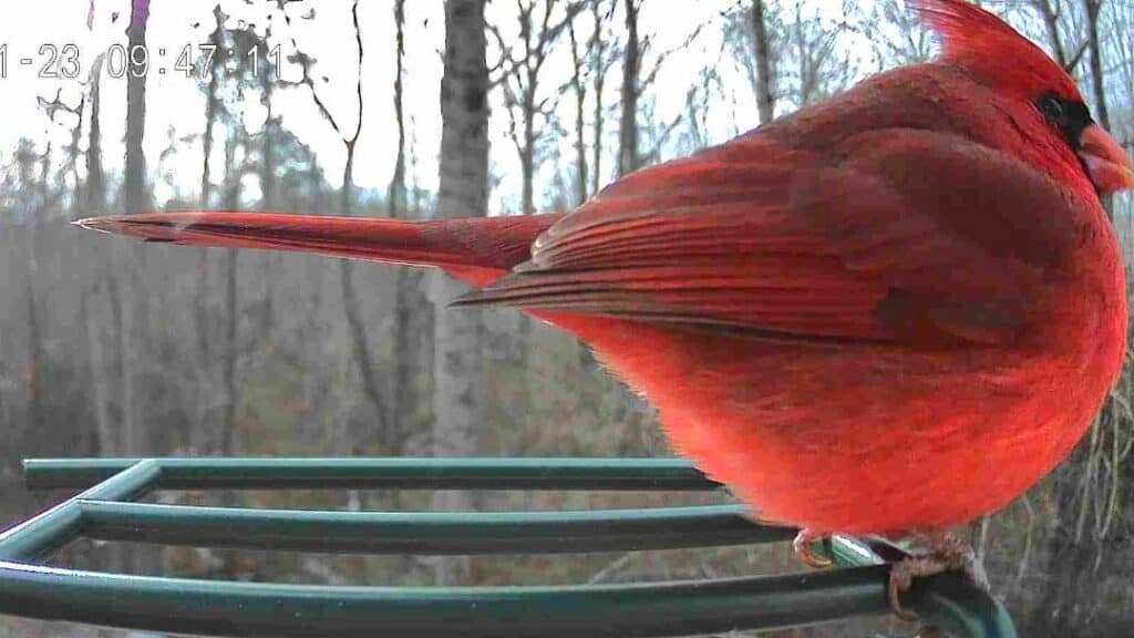 45 Hilariously Round Birds Looking Like They Swallowed A Ball Whole