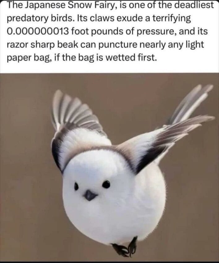 45 Hilariously Round Birds Looking Like They Swallowed A Ball Whole