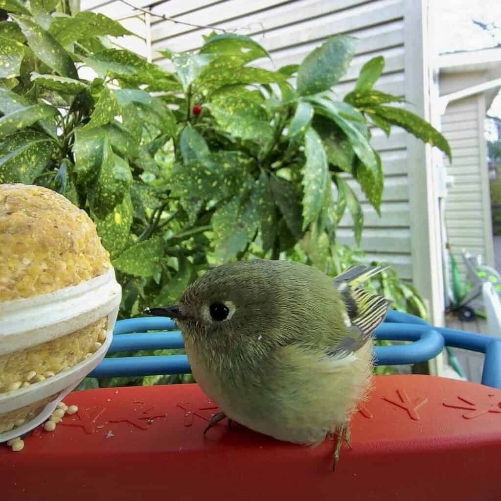 45 Hilariously Round Birds Looking Like They Swallowed A Ball Whole