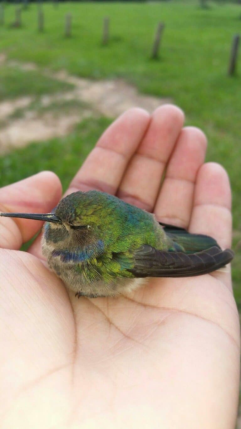 45 Hilariously Round Birds Looking Like They Swallowed A Ball Whole