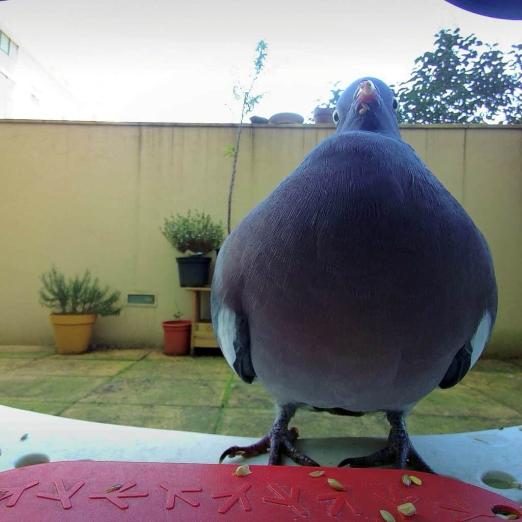 45 Hilariously Round Birds Looking Like They Swallowed A Ball Whole