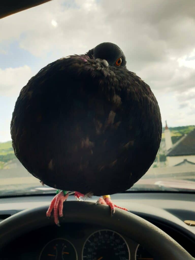 45 Hilariously Round Birds Looking Like They Swallowed A Ball Whole