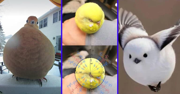 45 Hilariously Round Birds Looking Like They Swallowed A Ball Whole