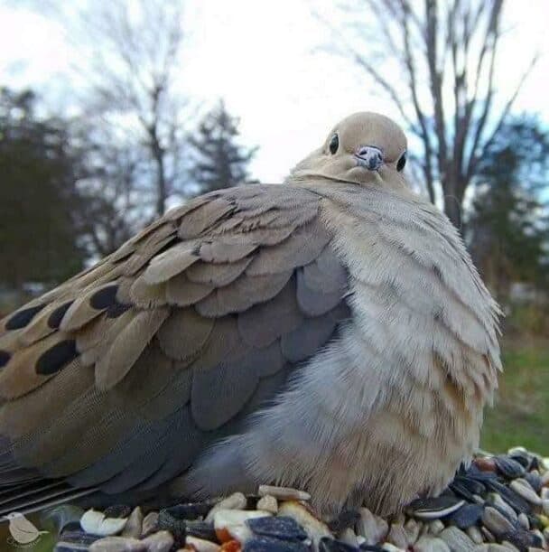 45 Hilariously Round Birds Looking Like They Swallowed A Ball Whole