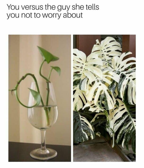 40 Blooming Spring Plant Memes For Green Thumbs And Even Serial ...