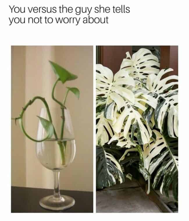 40 Blooming Spring Plant Memes For Green Thumbs And Even Serial ...