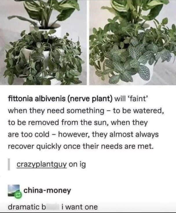 40 Blooming Spring Plant Memes For Green Thumbs And Even Serial ...