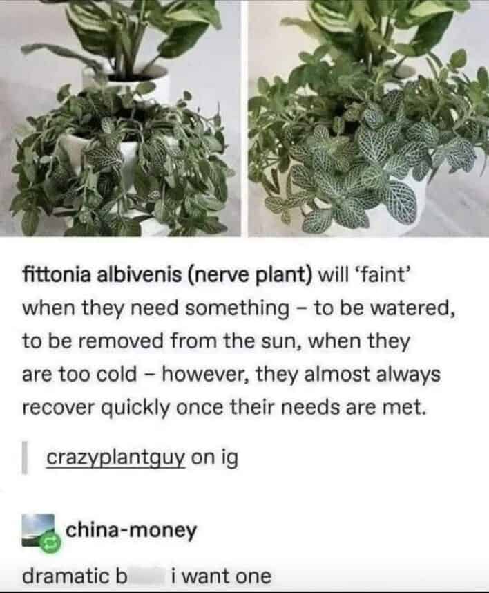 40 Blooming Spring Plant Memes For Green Thumbs And Even Serial ...
