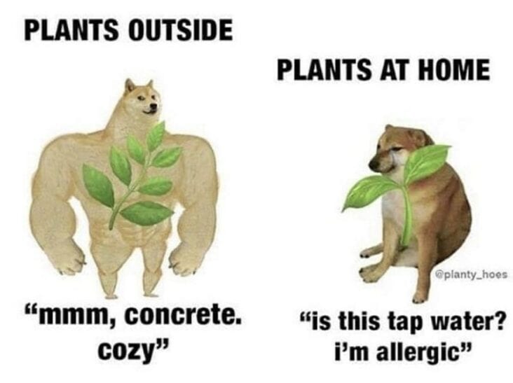 40 Blooming Spring Plant Memes For Green Thumbs And Even Serial ...