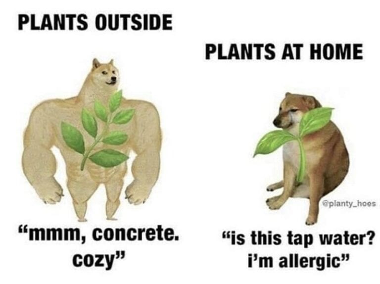 40 Blooming Spring Plant Memes For Green Thumbs And Even Serial ...