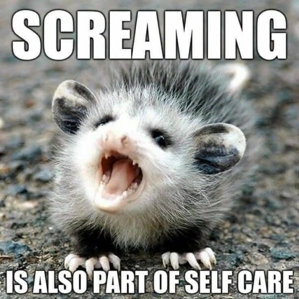 45 Funny Possum Memes Full Of Chaos, Screams, And Trash (March 20, 2025)