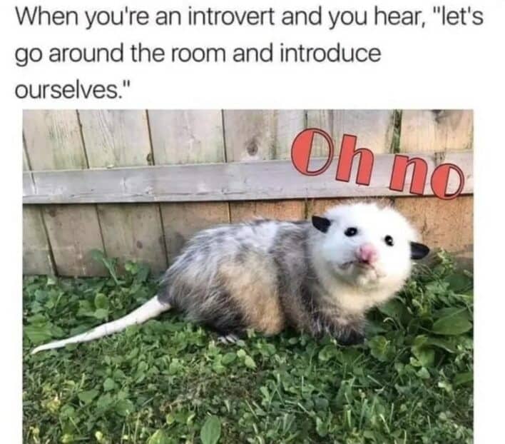 45 Funny Possum Memes Full Of Chaos, Screams, And Trash (March 20, 2025)