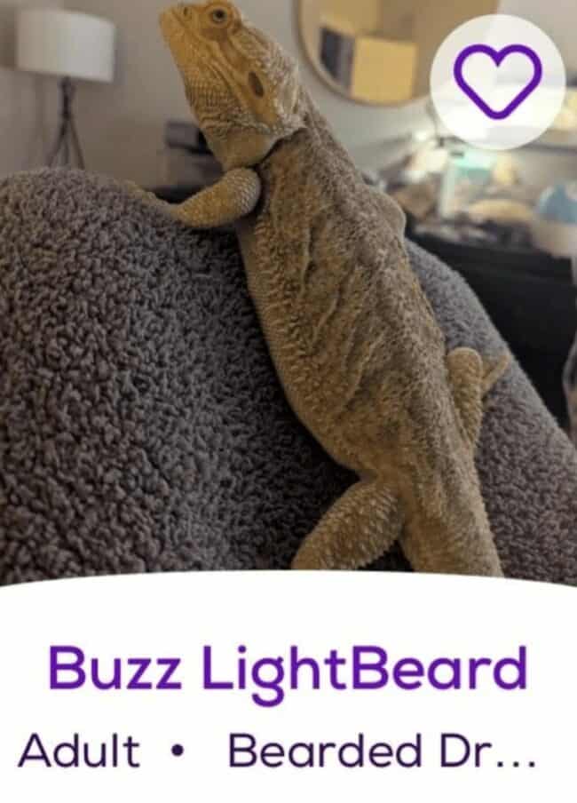 50+ Hilarious Shelter Animal Names That'll No Doubt Help Them Find A ...