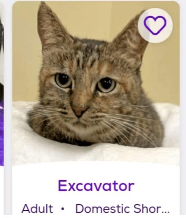 50+ Hilarious Shelter Animal Names That'll No Doubt Help Them Find A ...