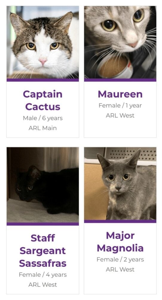 50+ Hilarious Shelter Animal Names That'll No Doubt Help Them Find A ...