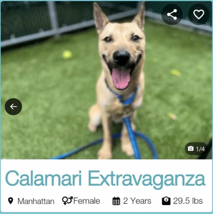 50+ Hilarious Shelter Animal Names That'll No Doubt Help Them Find A ...