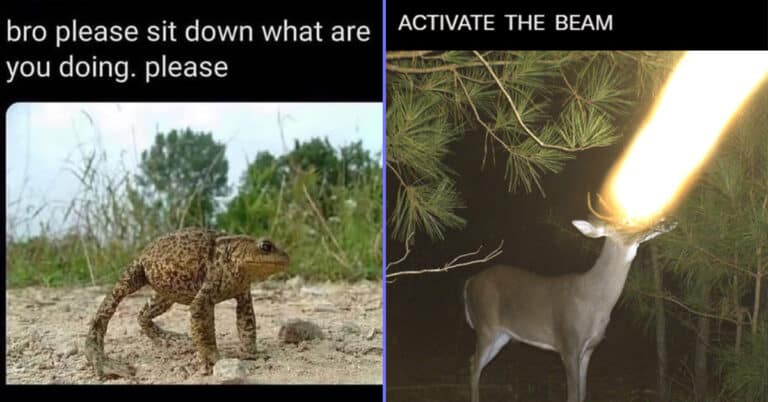 45 Funny Wild Animal Memes From The Untamed Corners Of The Internet